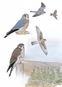 Merlin | Northern Ireland Raptor Study Group
