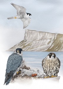 Peregrine Falcon | Northern Ireland Raptor Study Group