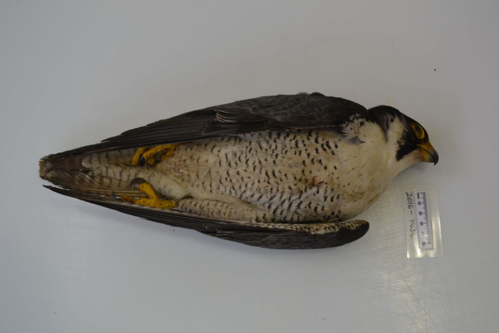 Peregrine falcon found dead in Glenwherry Co. Antrim | Northern Ireland ...