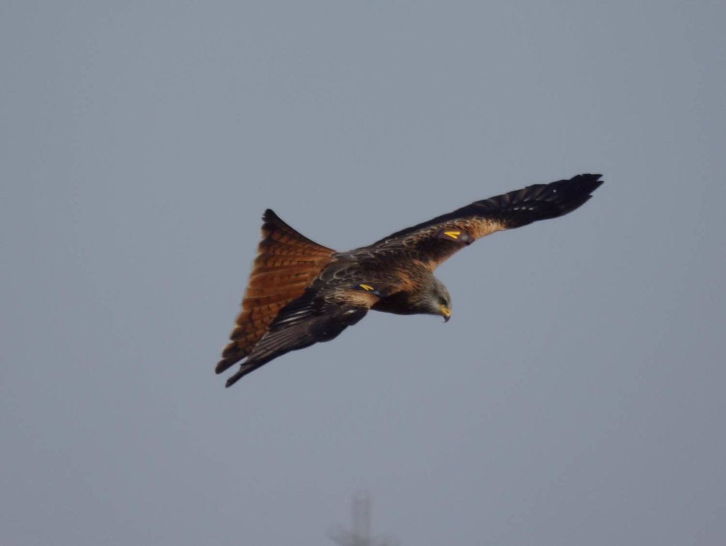 Red Kites project puts the ‘our’ into RKites | Northern Ireland Raptor ...