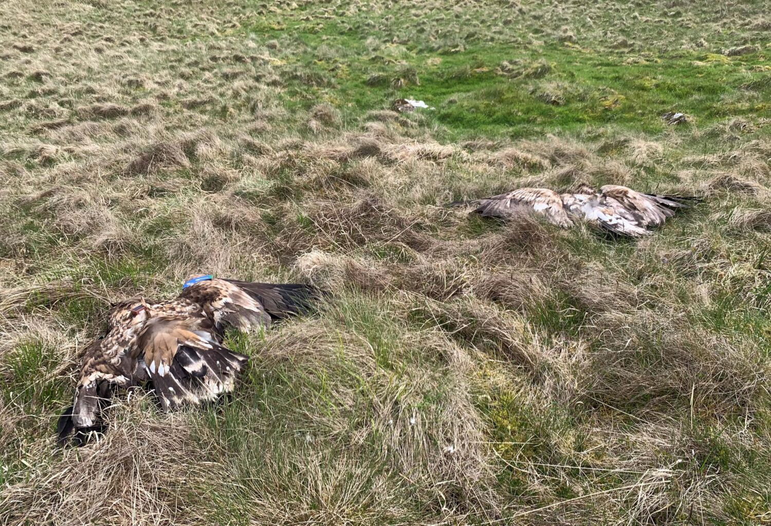 News | Northern Ireland Raptor Study Group | Monitoring & Protecting ...