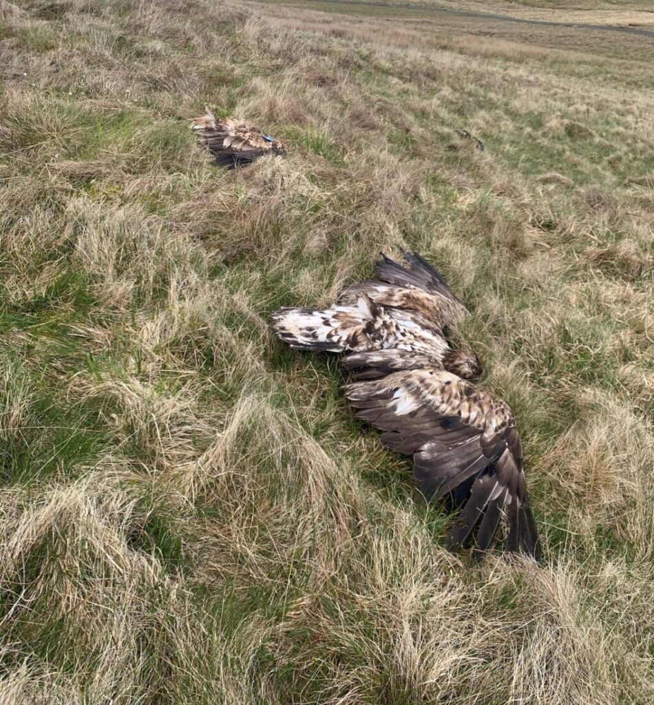 News | Northern Ireland Raptor Study Group | Monitoring & Protecting ...