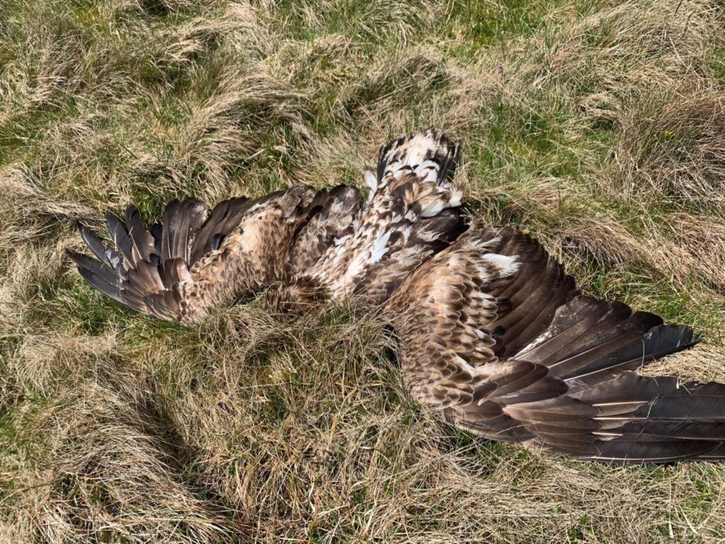 Eagles found dead at Glenwherry in Antrim both poisoned! | Northern ...