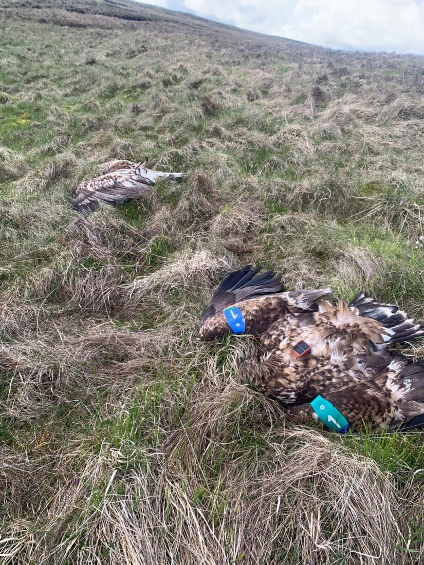 Eagles found dead at Glenwherry in Antrim both poisoned! | Northern ...
