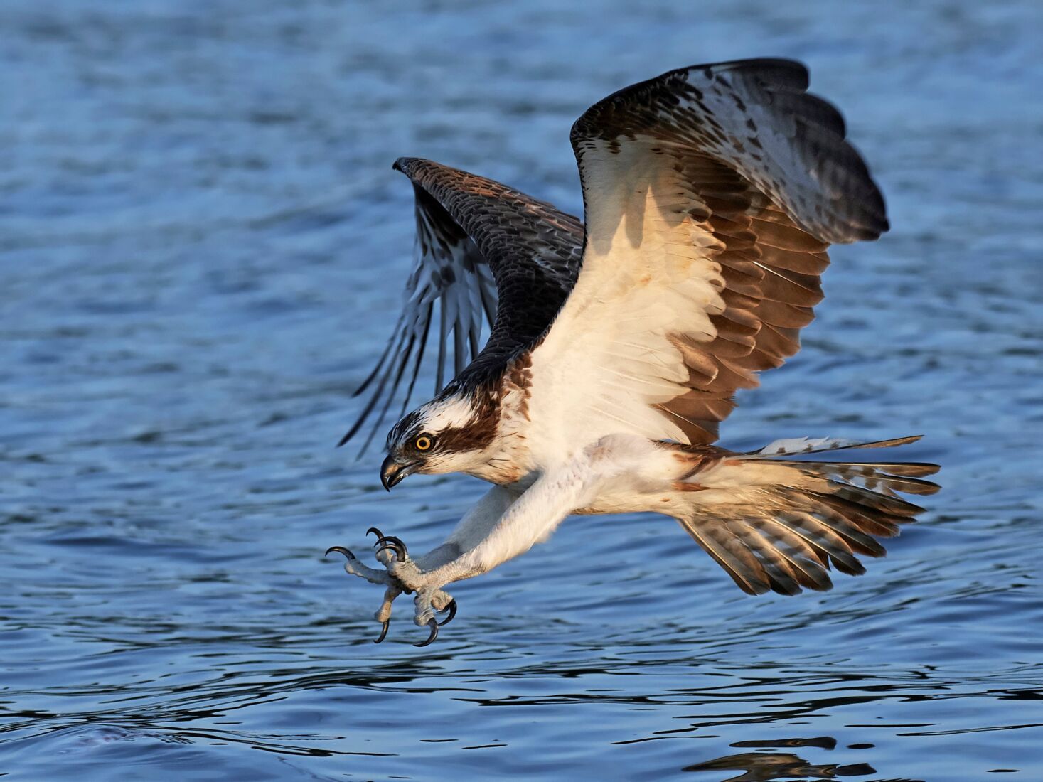 Return of the Osprey – Welcome Home! | Northern Ireland Raptor Study Group