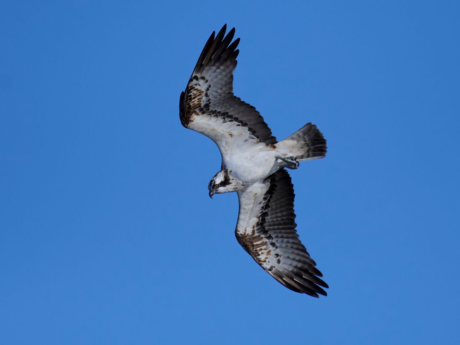 Return of the Osprey – Welcome Home! | Northern Ireland Raptor Study Group